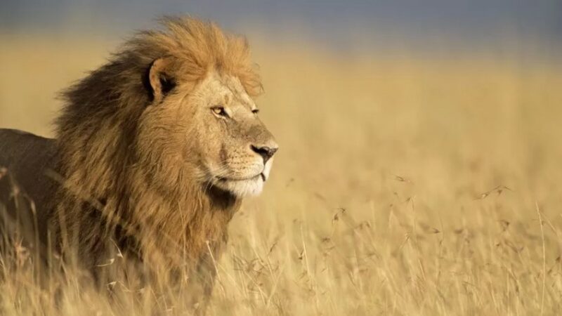 4 tetori, Dita Botërore e Kafshëve - Auto Portali