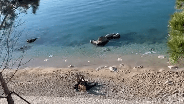 2025-a nis me zhytje në det në Vlorë, Rama ndan pamjet - Auto Portali